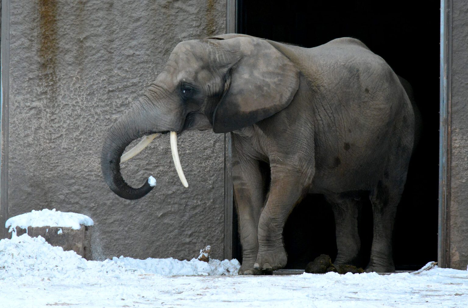 Caring for African animals in the winter | Seneca Park Zoo