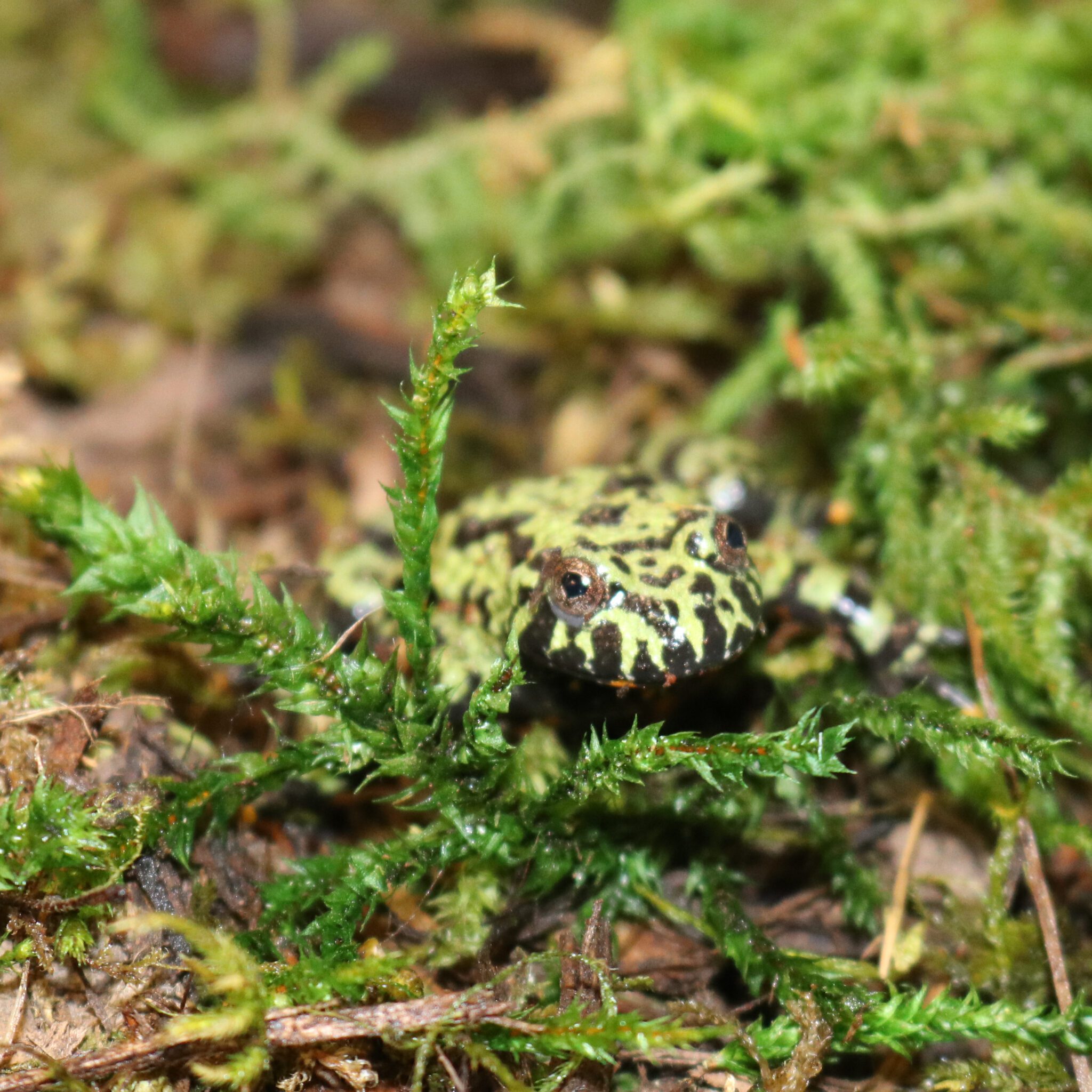 Fire-Bellied Toad (Ambassador Animal) | Seneca Park Zoo